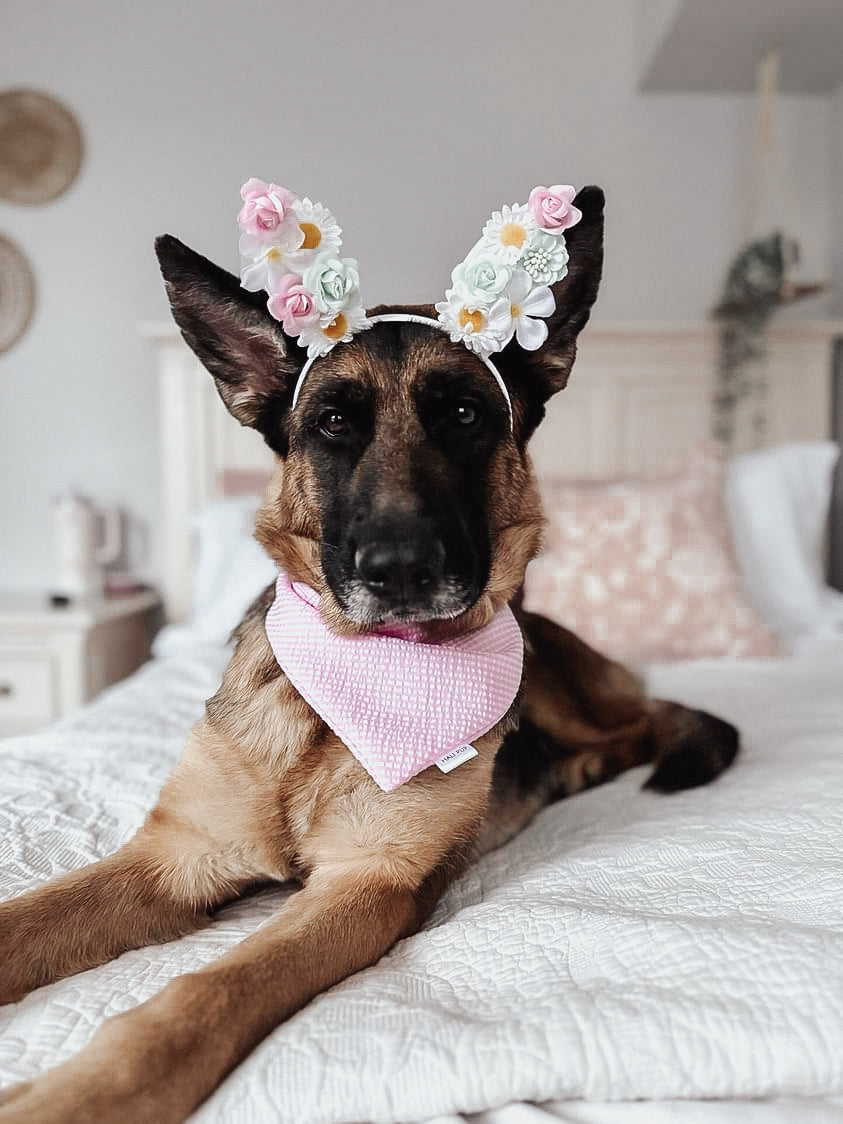 HALIPUP - Pretty Practical Pup Products – halipup