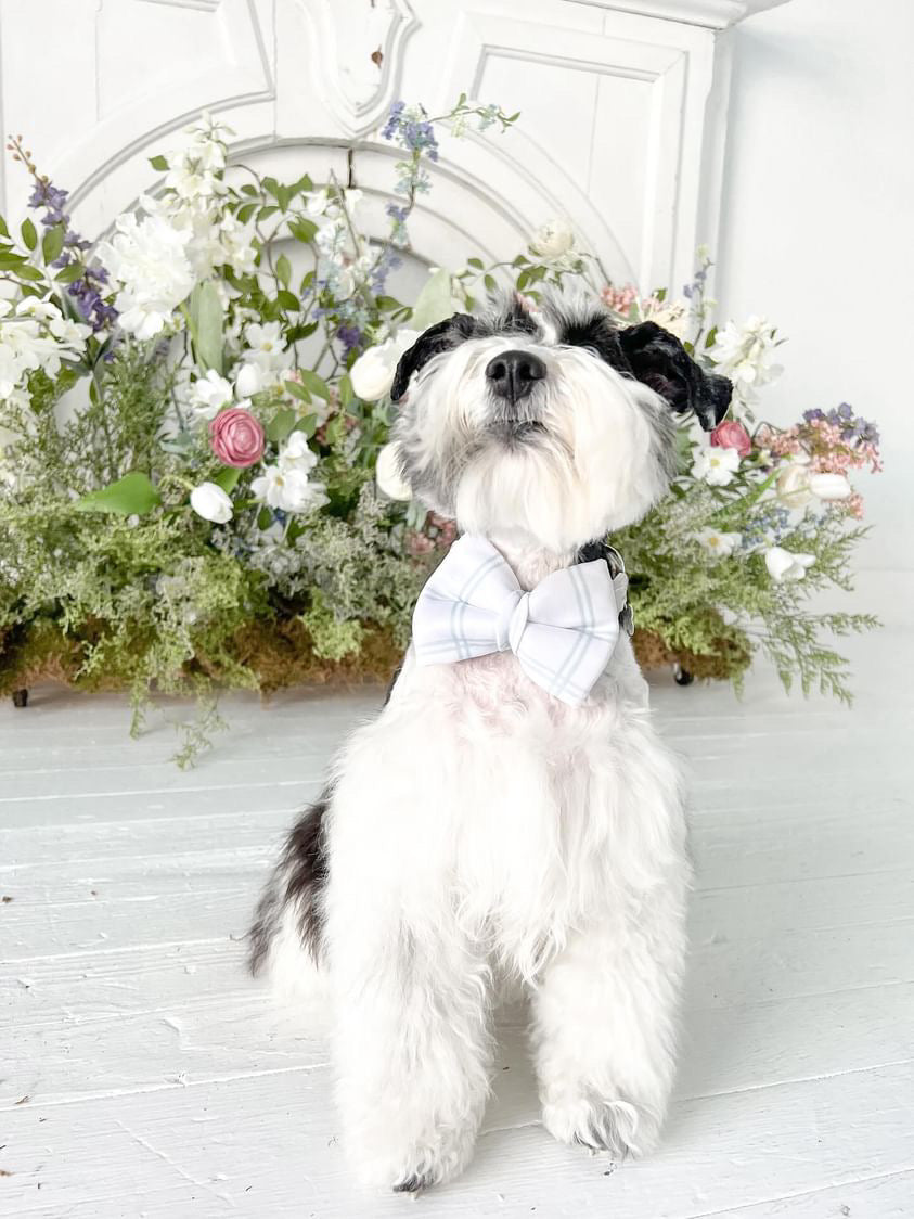 HALIPUP - Pretty Practical Pup Products – halipup