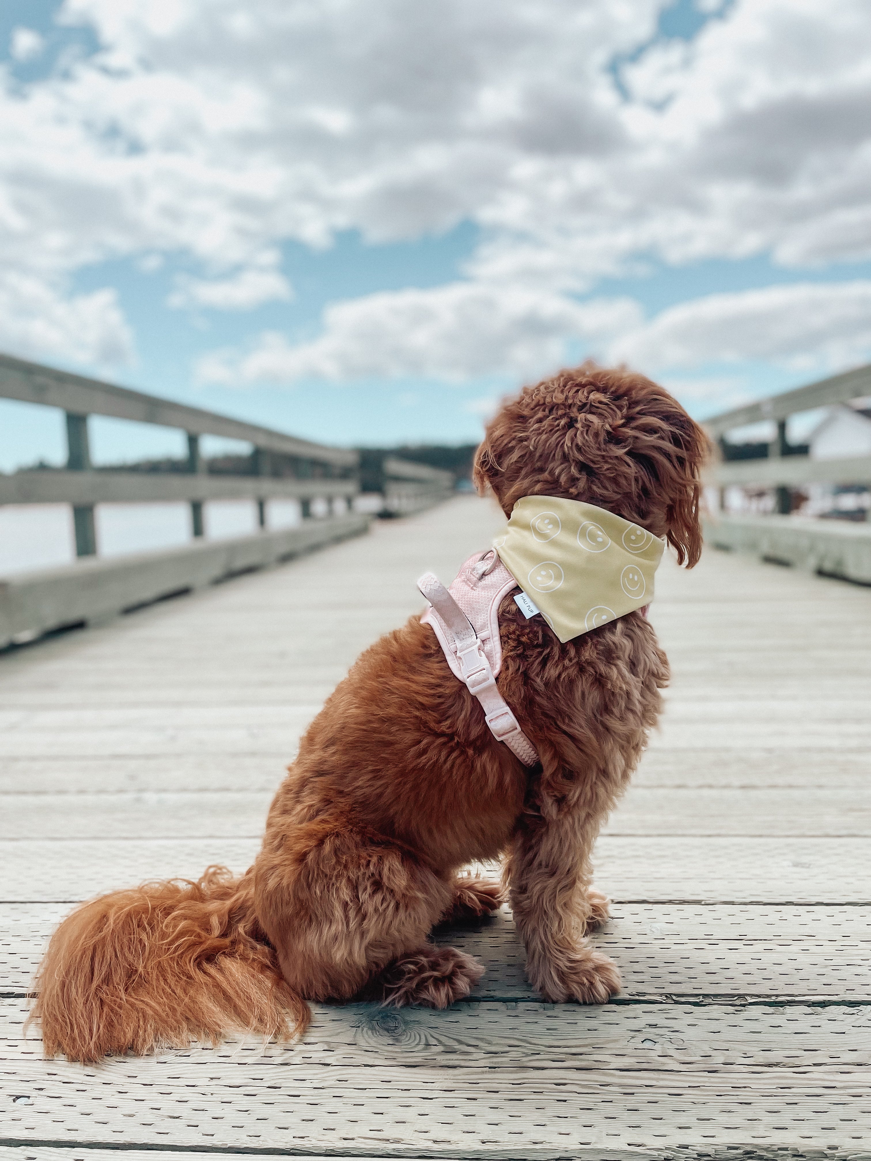 HALIPUP - Pretty Practical Pup Products – halipup