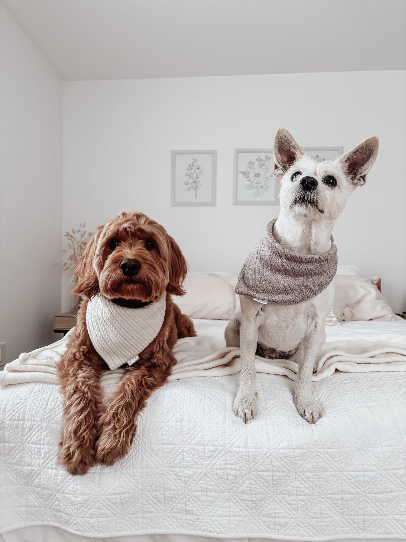 HALIPUP - Pretty Practical Pup Products – halipup